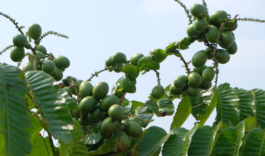 Mengenal Pohon Matoa (Pametia Pinnata) – Kantor Kementerian Agama Kota ...